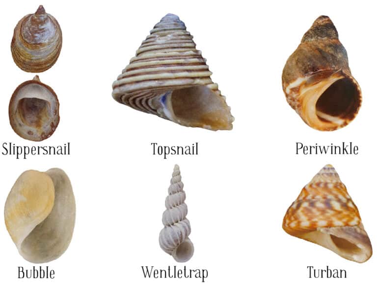 Common Seashells Of The Oregon Coast (Identification Guide)