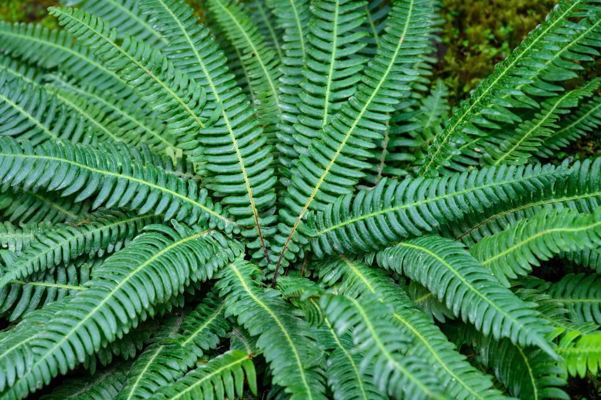 13 Common Native Ferns Of Washington & Oregon (With Pics)